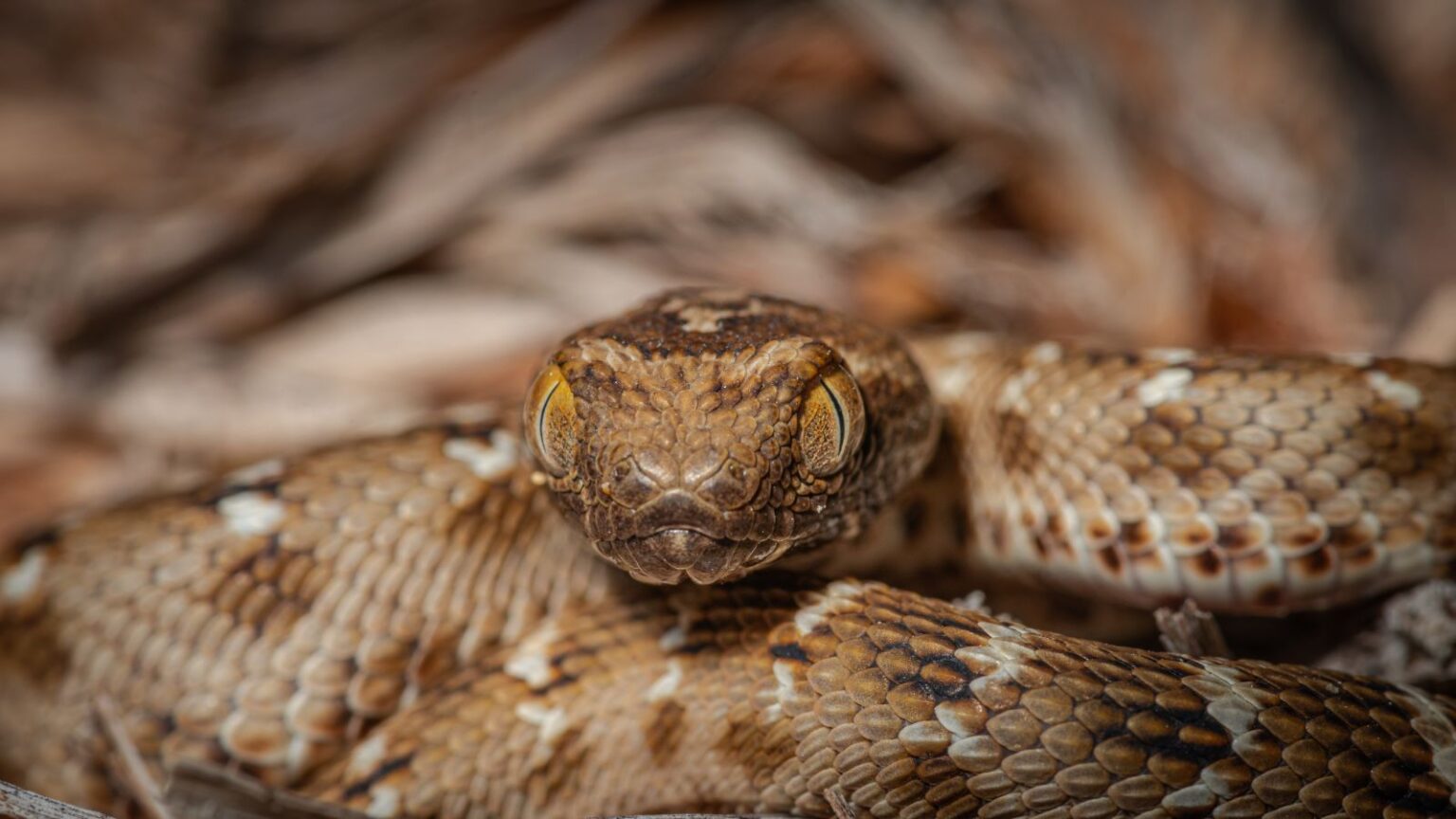 25 Species That Top the List of Dangerous Creatures - SOCIETEMAG.com