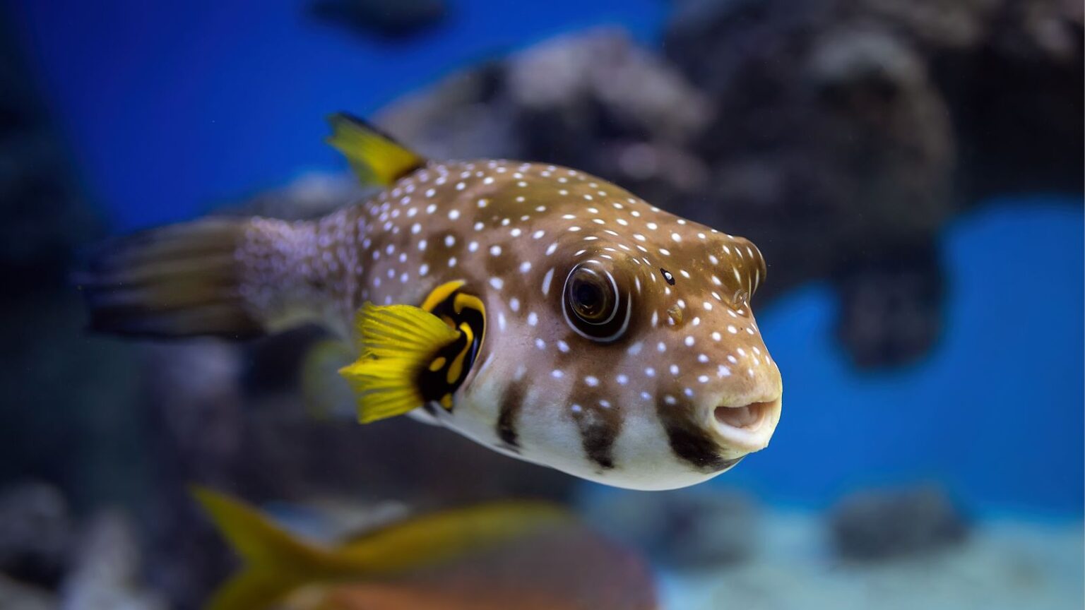 25 Species That Top the List of Dangerous Creatures - SOCIETEMAG.com