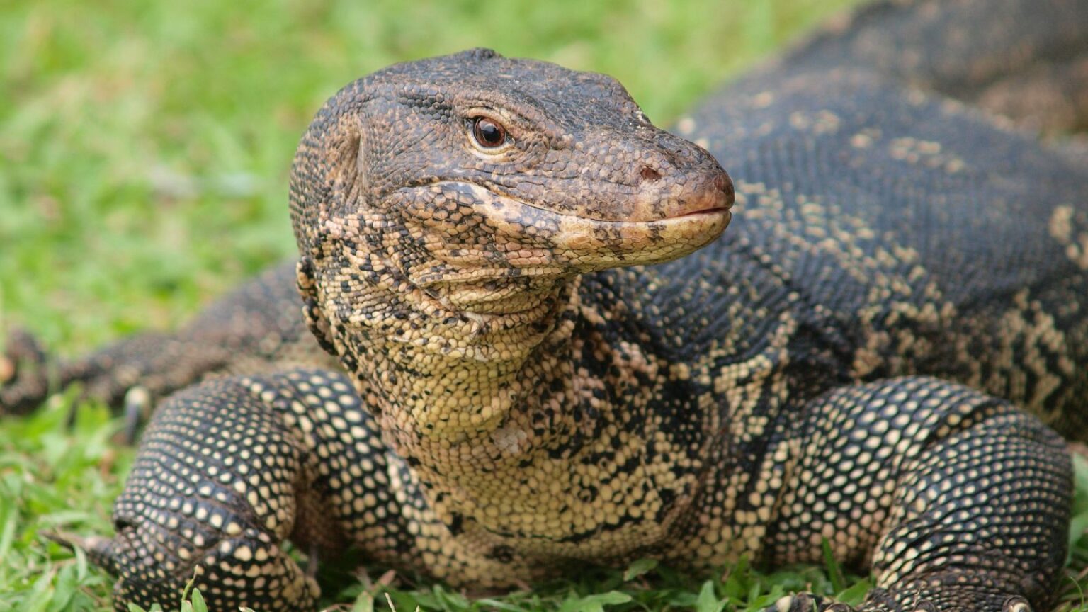 25 Species That Top the List of Dangerous Creatures - SOCIETEMAG.com