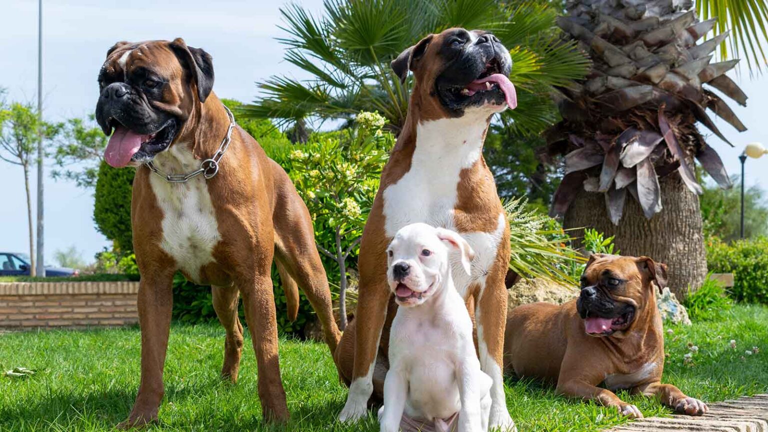 18 Dog Breeds Responsible for the Most Attacks - SOCIETEMAG.com