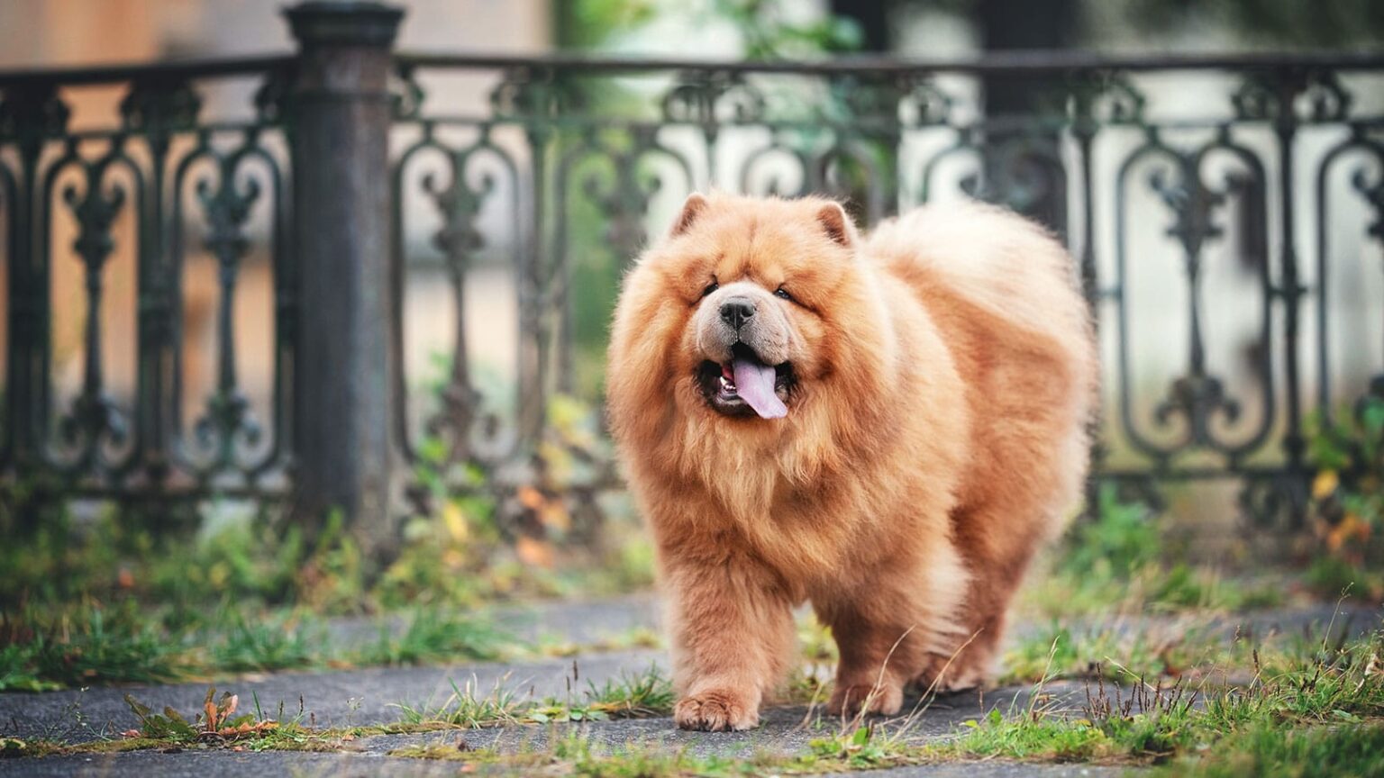 18 Dog Breeds Responsible for the Most Attacks - SOCIETEMAG.com