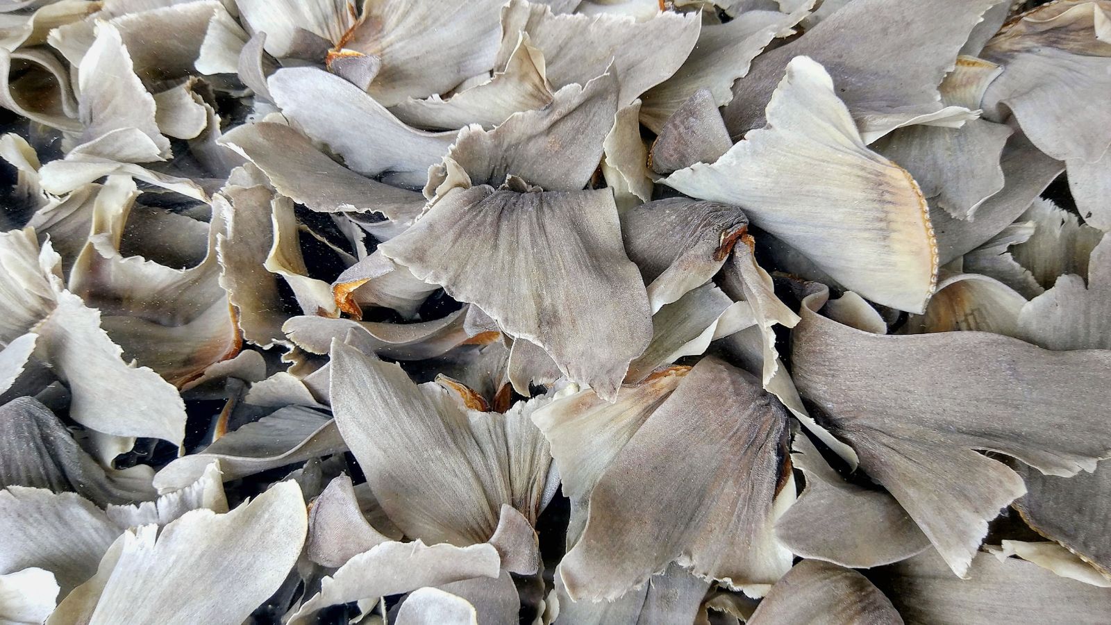 18 Everyday Items Banned in the USA - SOCIETEMAG.com