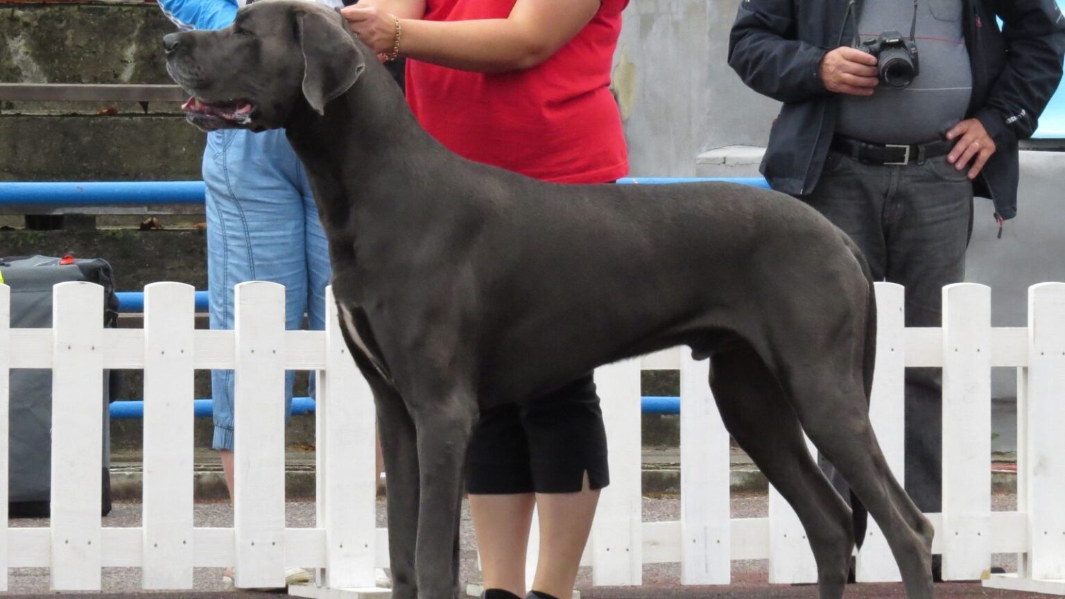 18 Dog Breeds Responsible for the Most Attacks - SOCIETEMAG.com