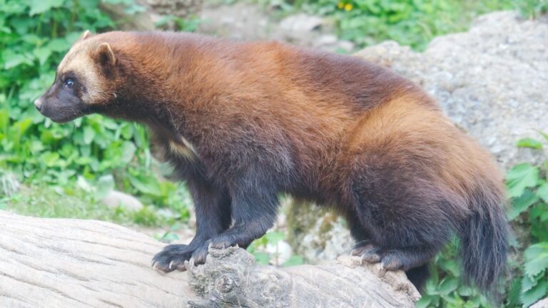 The States with the Largest Wolverine Populations in the USA ...