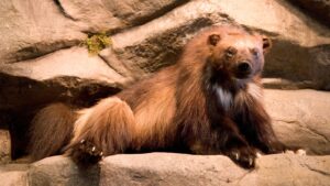 The States with the Largest Wolverine Populations in the USA ...