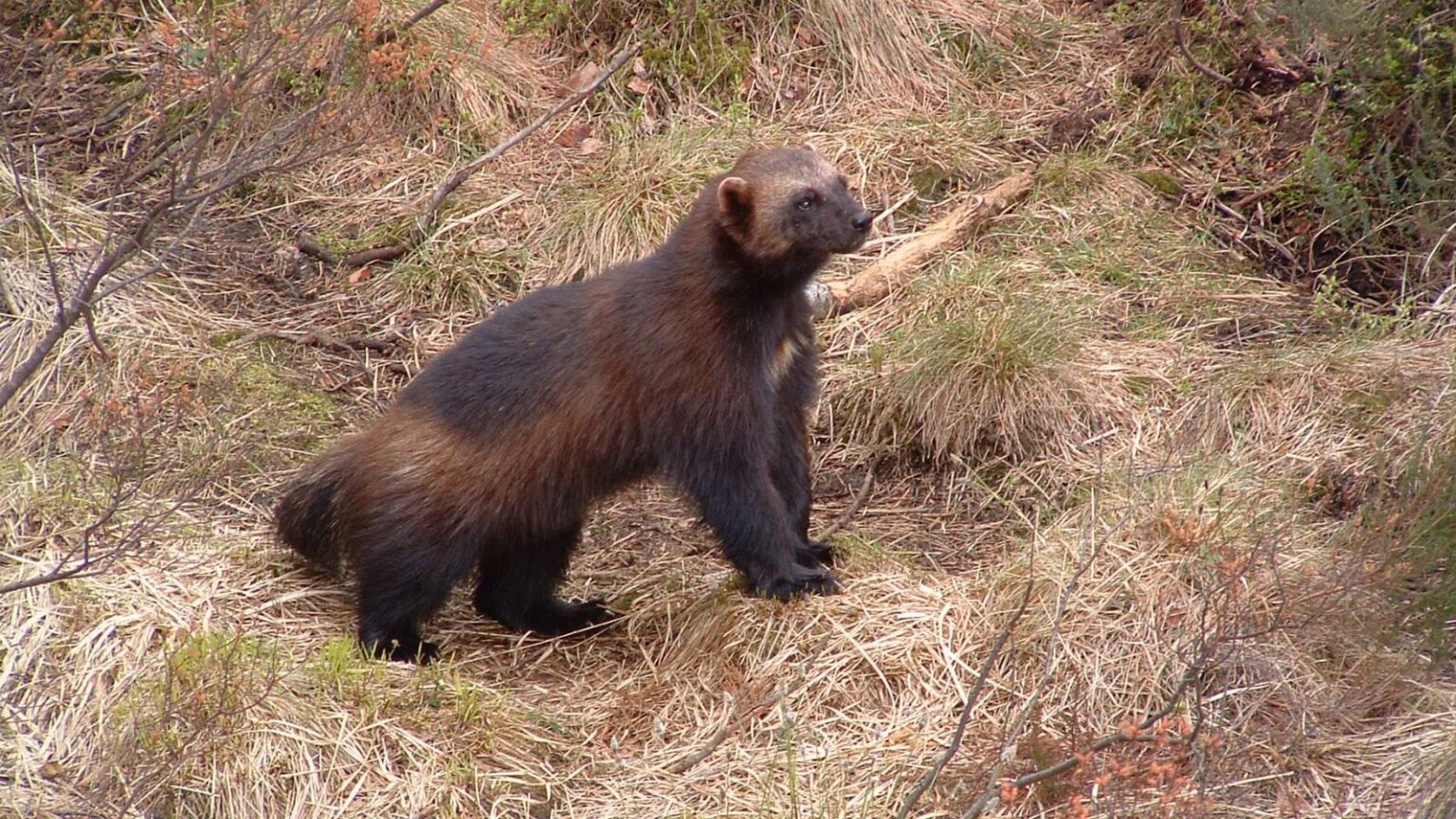 The States with the Largest Wolverine Populations in the USA ...