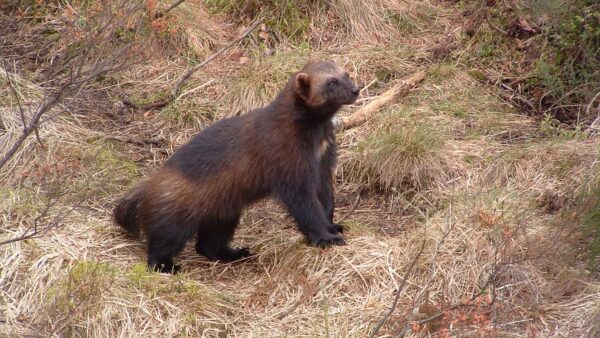 The States with the Largest Wolverine Populations in the USA ...