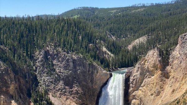 The States with the Largest Wolverine Populations in the USA ...
