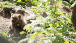 The States with the Largest Wolverine Populations in the USA ...