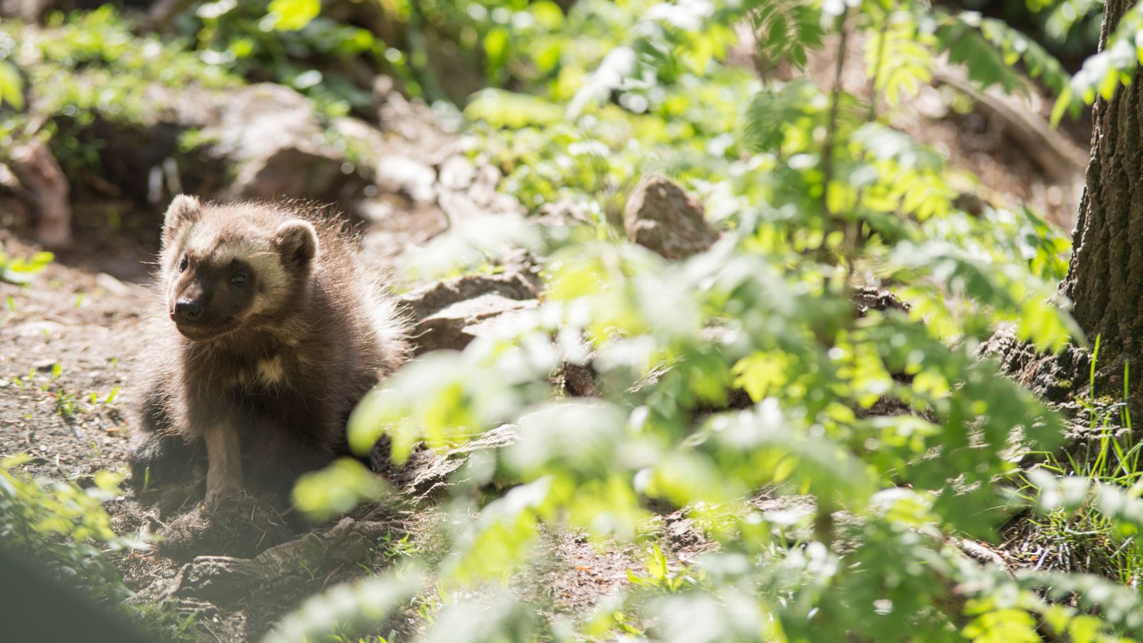 The States with the Largest Wolverine Populations in the USA ...