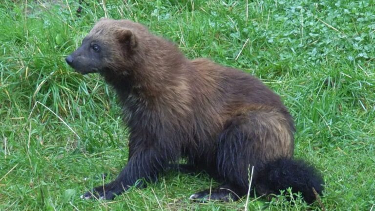 The States with the Largest Wolverine Populations in the USA ...