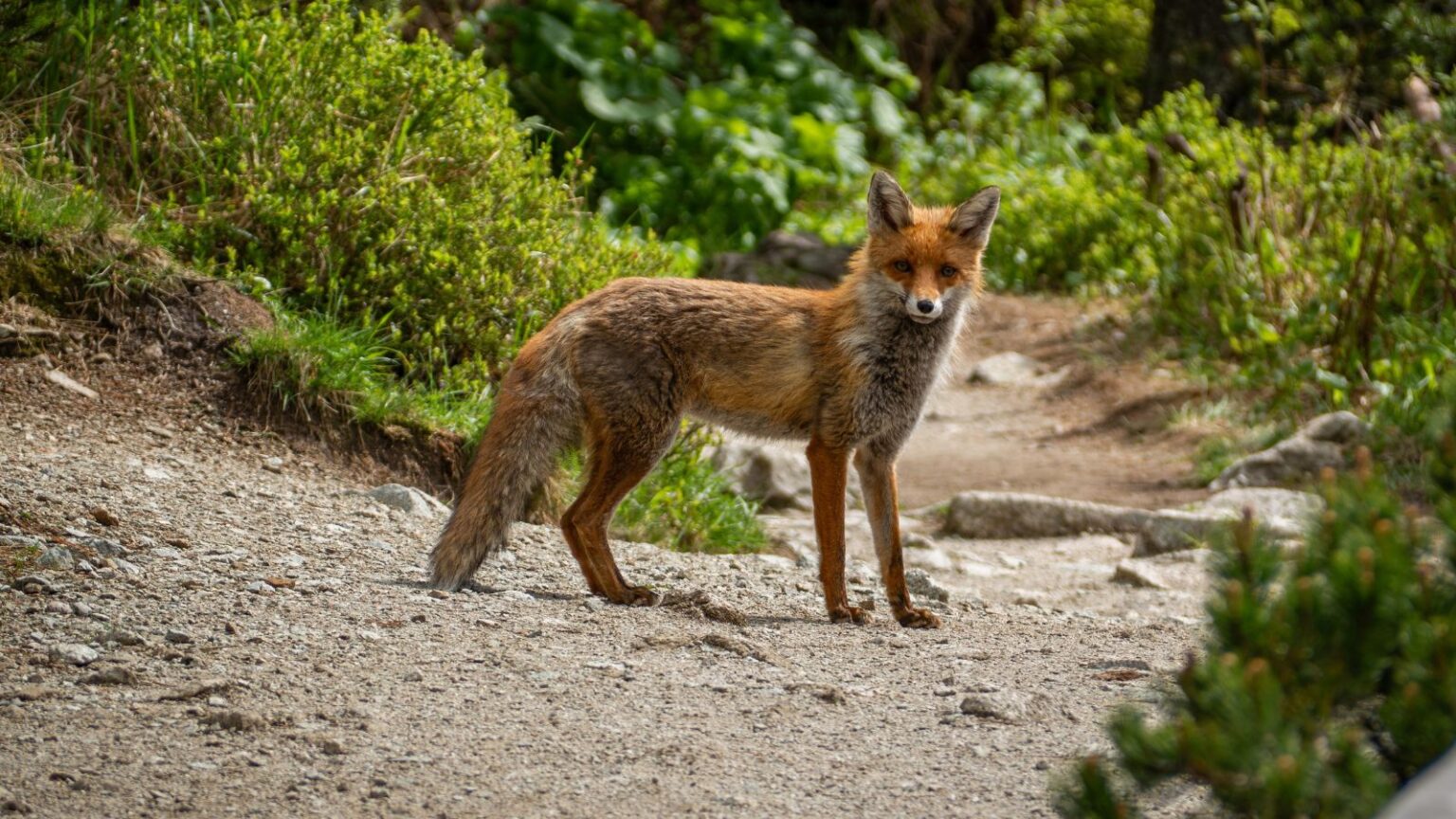 Are Foxes Dangerous in the Wild? Understanding the Risks - SOCIETEMAG.com
