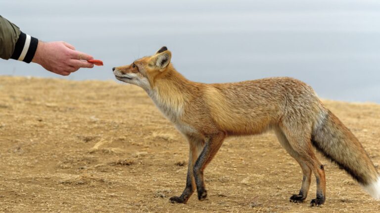 Are Foxes Dangerous in the Wild? Understanding the Risks - SOCIETEMAG.com