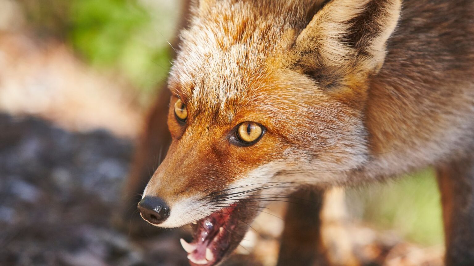 Are Foxes Dangerous in the Wild? Understanding the Risks - SOCIETEMAG.com