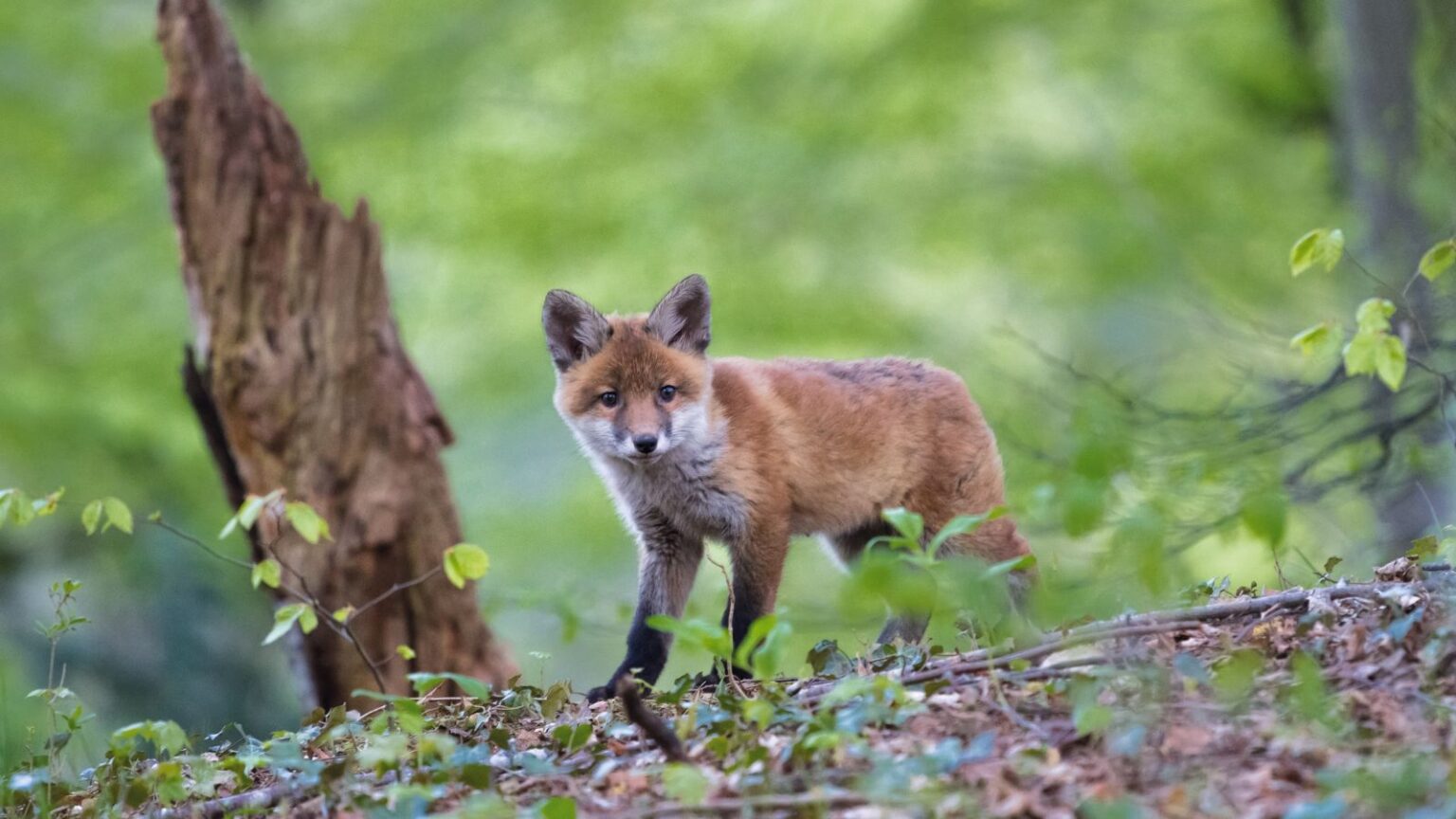 Are Foxes Dangerous in the Wild? Understanding the Risks - SOCIETEMAG.com