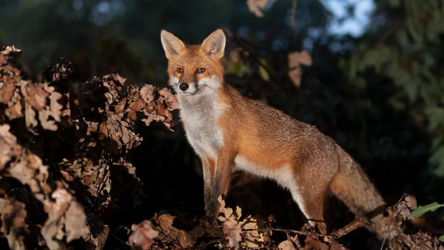 Are Foxes Dangerous in the Wild? Understanding the Risks - SOCIETEMAG.com