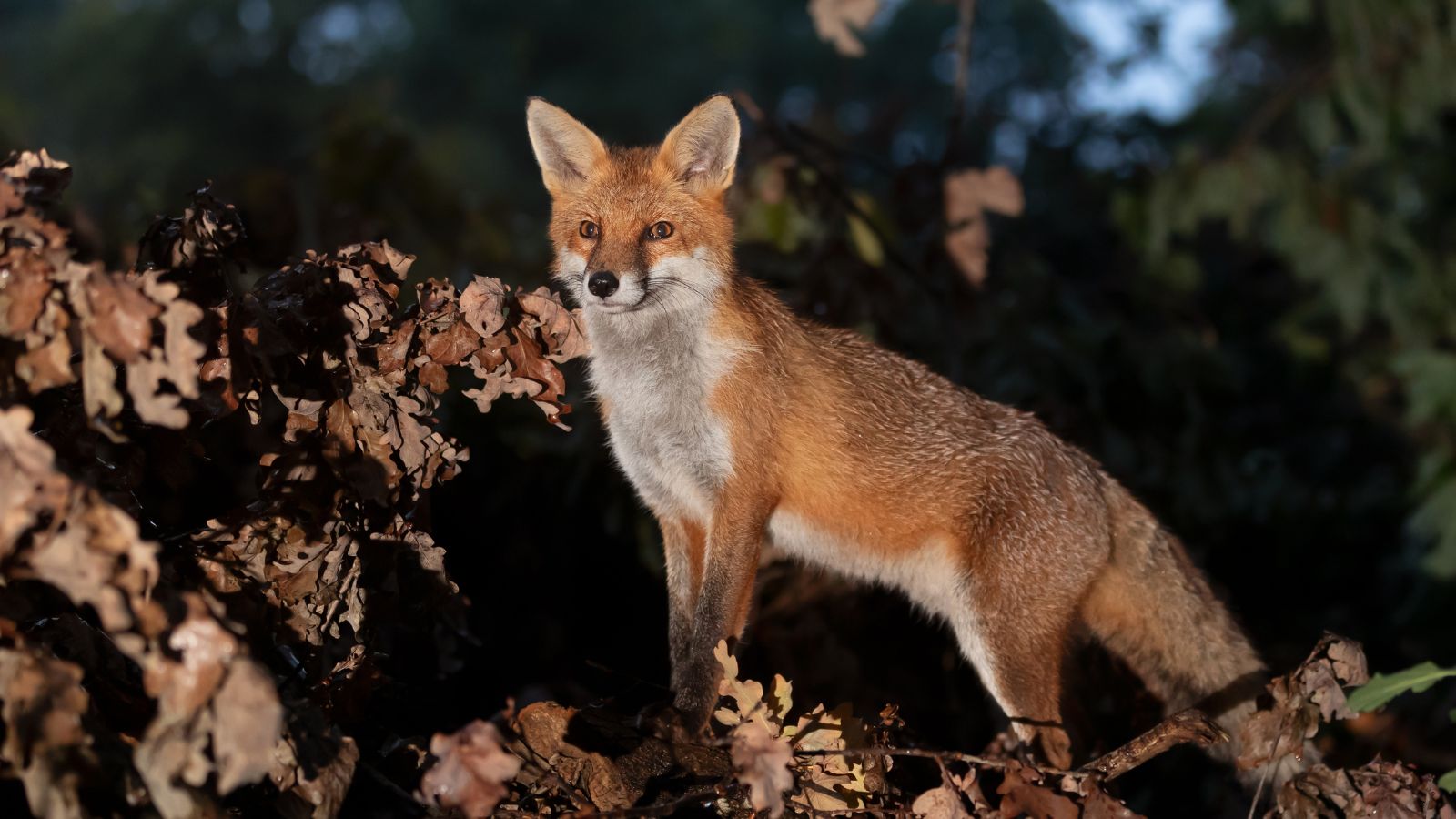 Are Foxes Dangerous in the Wild? Understanding the Risks - SOCIETEMAG.com