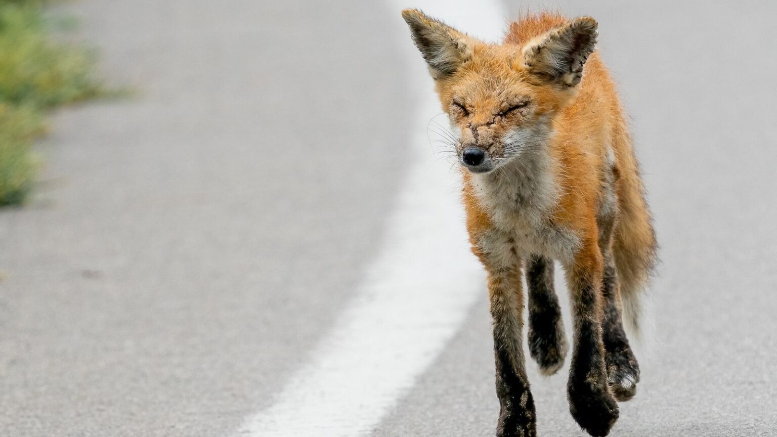 Are Foxes Dangerous in the Wild? Understanding the Risks - SOCIETEMAG.com