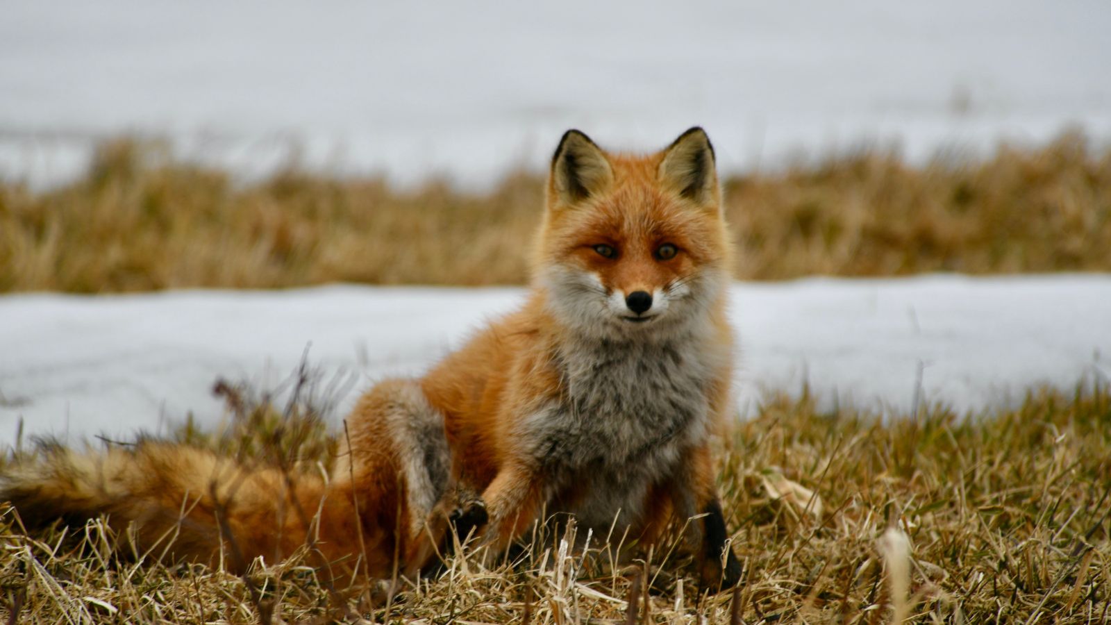 Are Foxes Dangerous in the Wild? Understanding the Risks - SOCIETEMAG.com