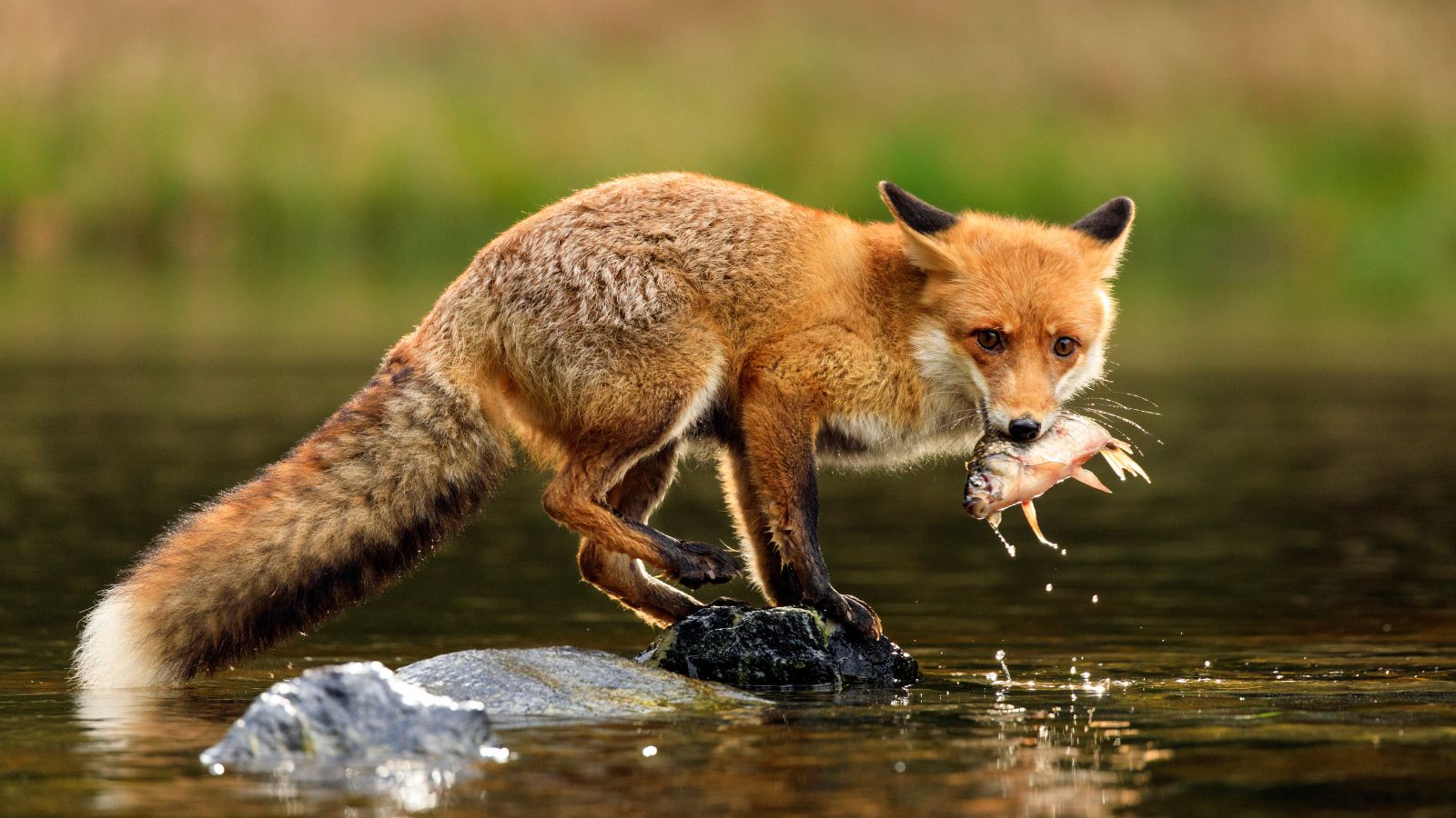 Are Foxes Dangerous in the Wild? Understanding the Risks - SOCIETEMAG.com