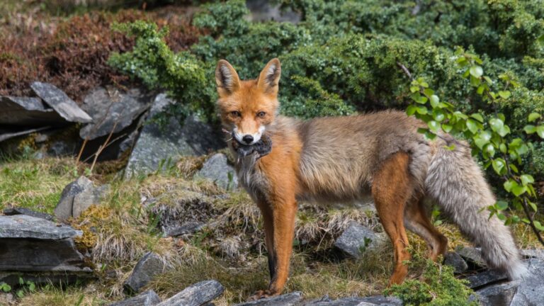 Are Foxes Dangerous in the Wild? Understanding the Risks - SOCIETEMAG.com