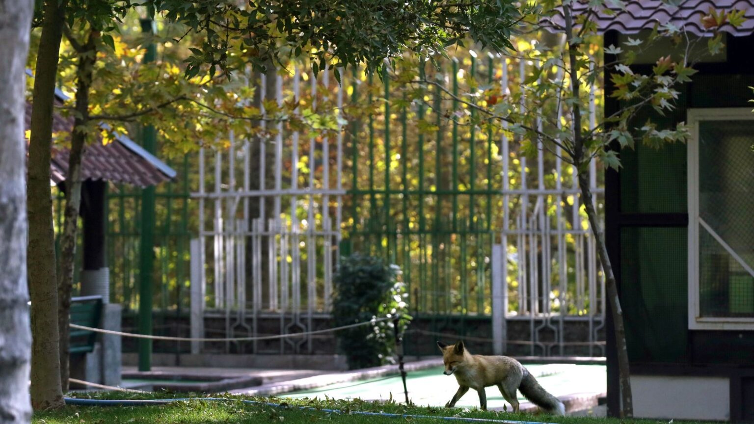 Are Foxes Dangerous in the Wild? Understanding the Risks - SOCIETEMAG.com