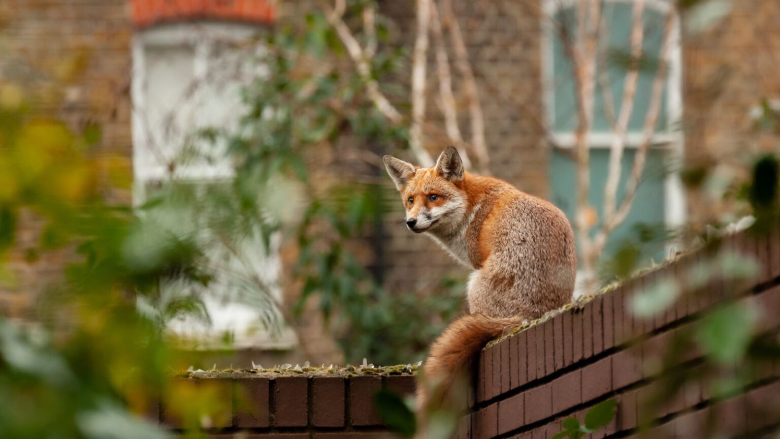 Are Foxes Dangerous in the Wild? Understanding the Risks - SOCIETEMAG.com