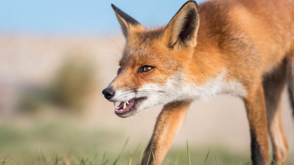 Are Foxes Dangerous in the Wild? Understanding the Risks - SOCIETEMAG.com