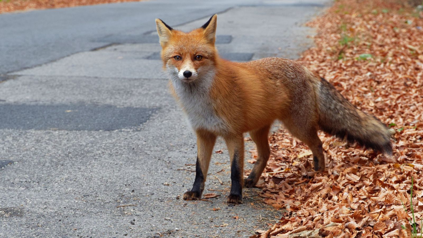 Are Foxes Dangerous in the Wild? Understanding the Risks - SOCIETEMAG.com